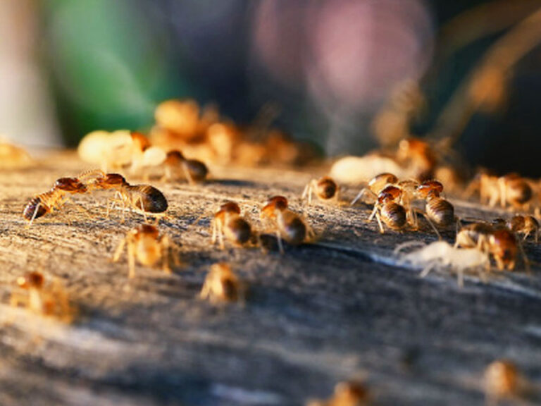 What Time Of Day Are Termites Most Active? – Chem Free
