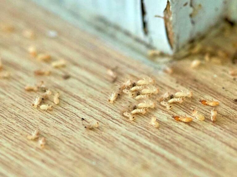 Is It Dangerous To Live Next To A House Tented For Termites? | Chem Free