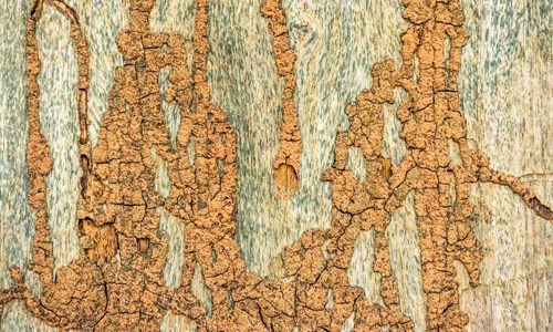 decomposer-termite3 – Chem Free