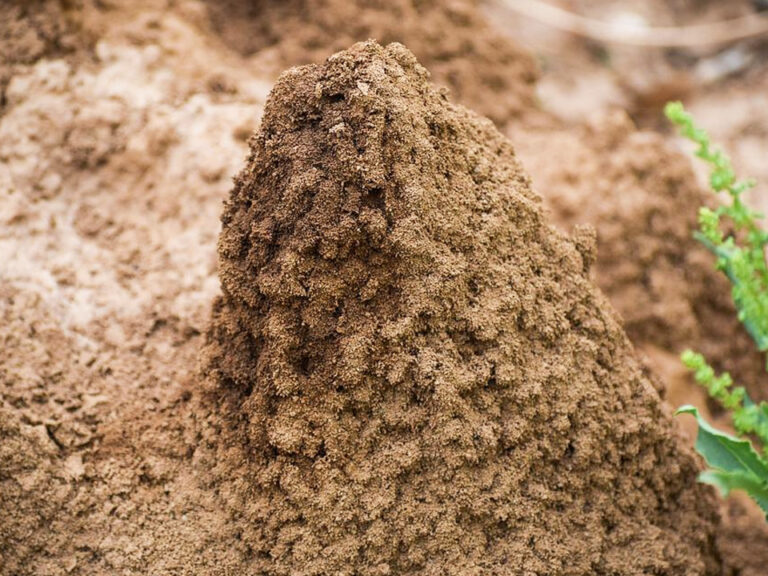How to Identify Termite Droppings | Chem Free