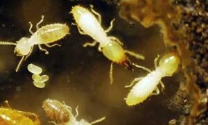 Can Termites Survive In Water? – Chem Free
