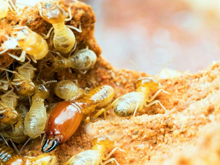 How To Tell Old Termite Damage From New? – Chem Free
