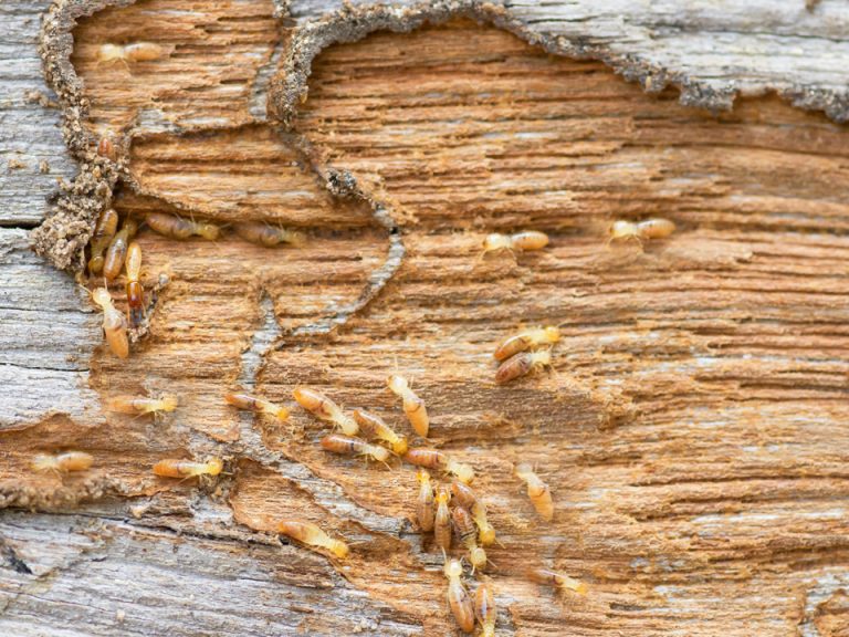 How to Identify Termite Droppings – Chem Free