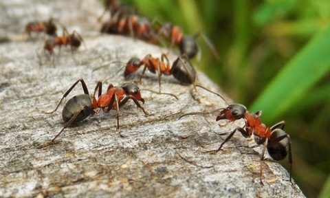 Do Termites Have Natural Predators? (Can They Aid In Pest Control ...