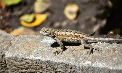 Do Termites Have Natural Predators? (Can They Aid In Pest Control ...
